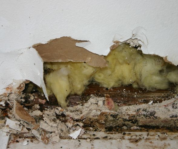 The Dangers of Untreated Water Damage in Your Home - Aapex Restoration & Remodeling LLC